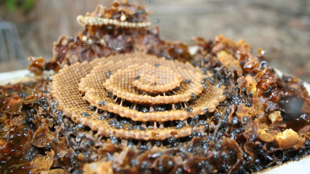 These Bees Build Spiral Combs Using The Same Structural Development ...