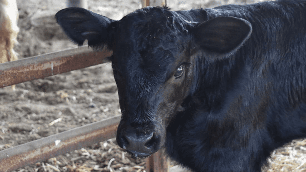 Meet Cosmo, The World's First Bull Designed To Produce Mostly Male ...