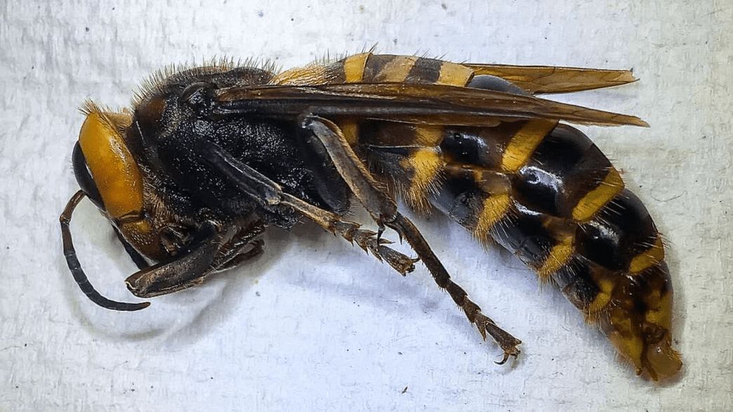 Researchers Have Finally Trapped A "Murder Hornet" In The US | IFLScience
