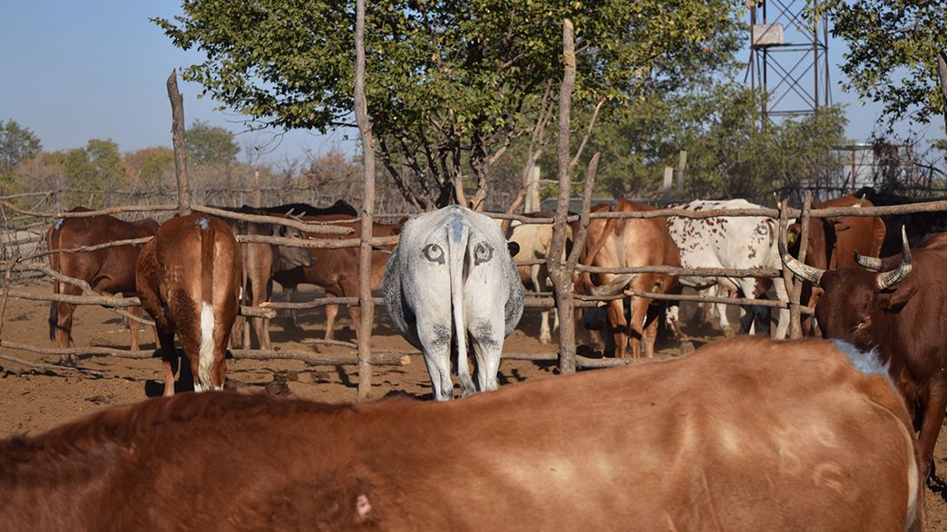 Painting Eyes On The Butts Of Cattle Surprisingly Effective At Scaring ...