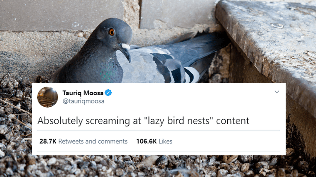 People Are Sharing The Laziest Bird Nests They've Found, And They're ...