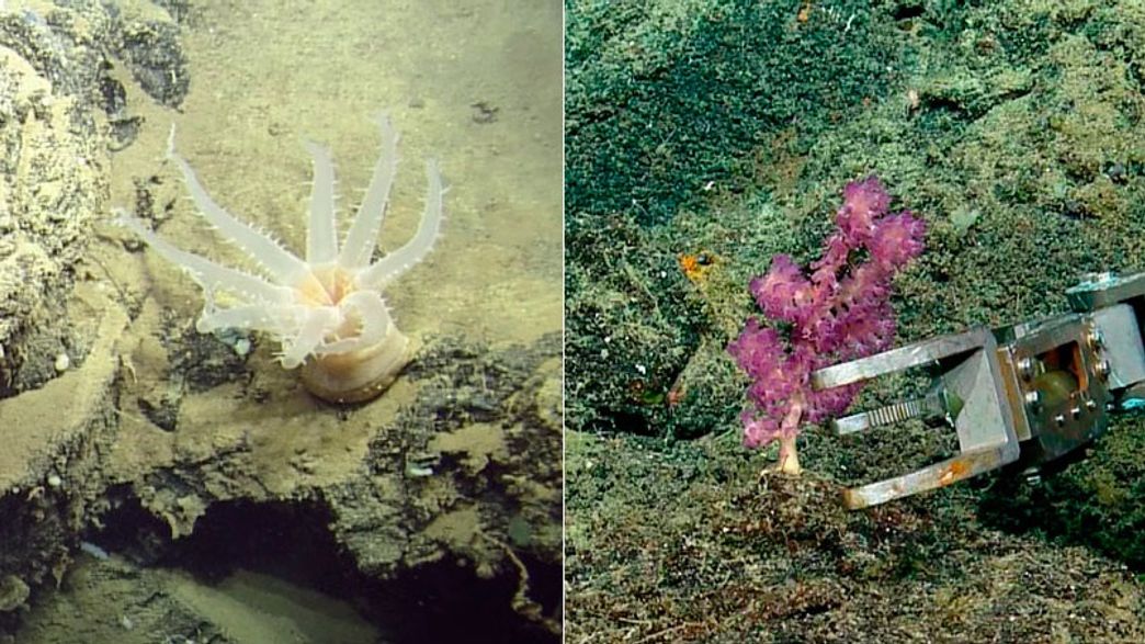 Thirty New Species Of Deep-Sea Critters Found In Galapagos Marine ...