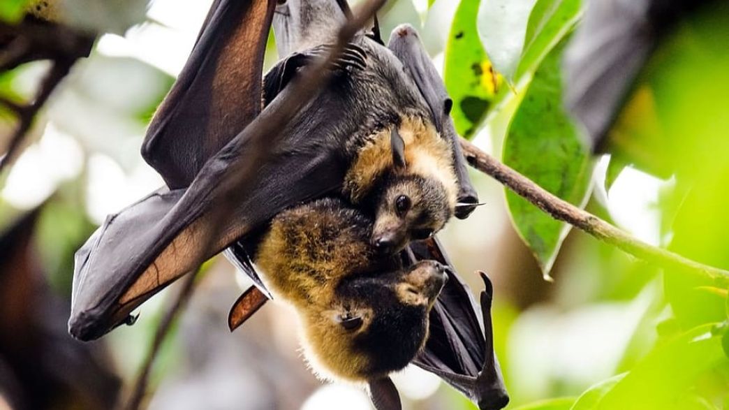 Bat Moms Speak To Their Pups Using Special "Baby Talk" | IFLScience