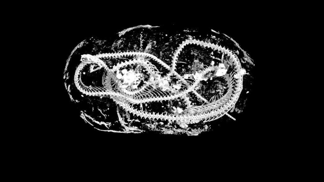 3D X-Rays "Unravel" Ancient Mummified Kitten And Gout-Ridden Snake ...