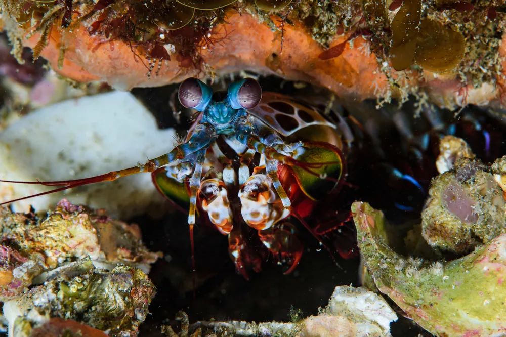 Mantis Shrimp Vision Simulation Don't Go Near The World's