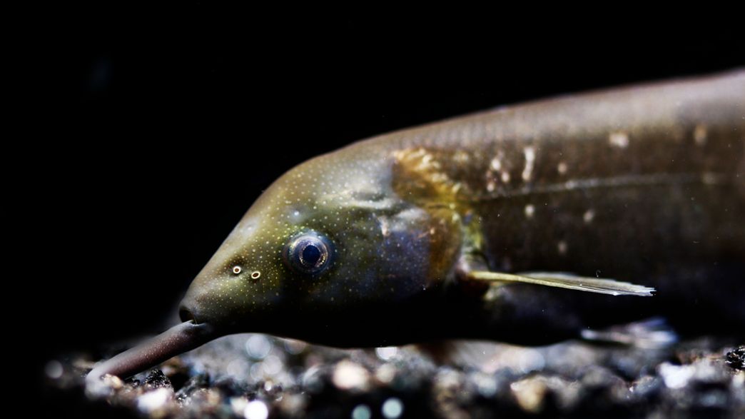 Clever Trick Helps Electric Fish Ignore Their Own Zaps, Study Finds ...
