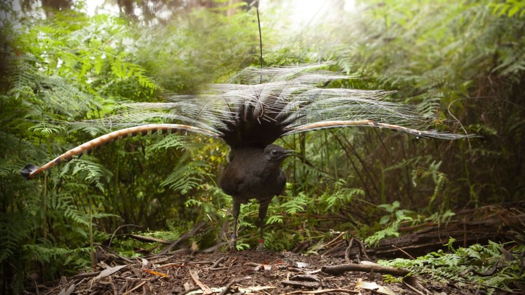Nature's Greatest Copycat Shifts More Soil In A Year Than Any Other ...