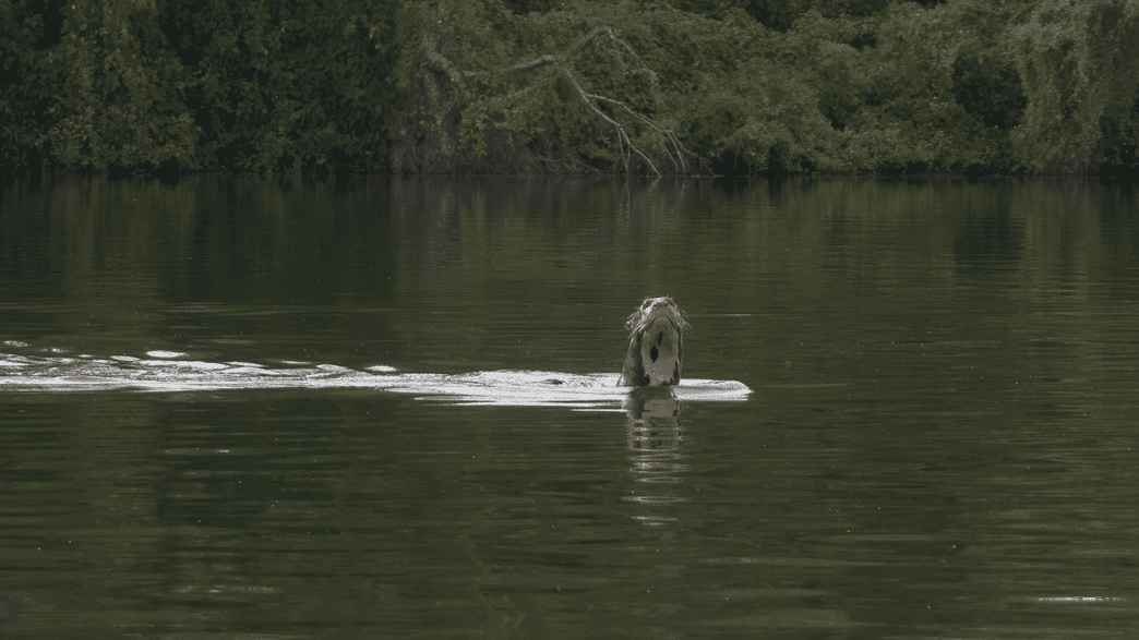 "Extinct" Giant Otter Spotted In Argentina For The First Time In 30 ...