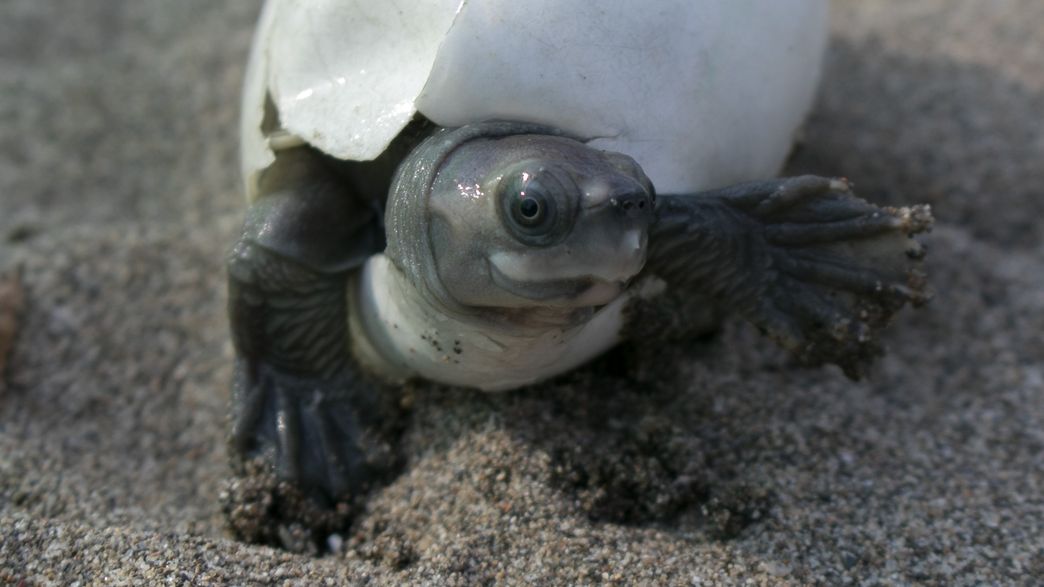 Smiley-Faced Turtle Brought Back From The Edge Of Extinction | IFLScience