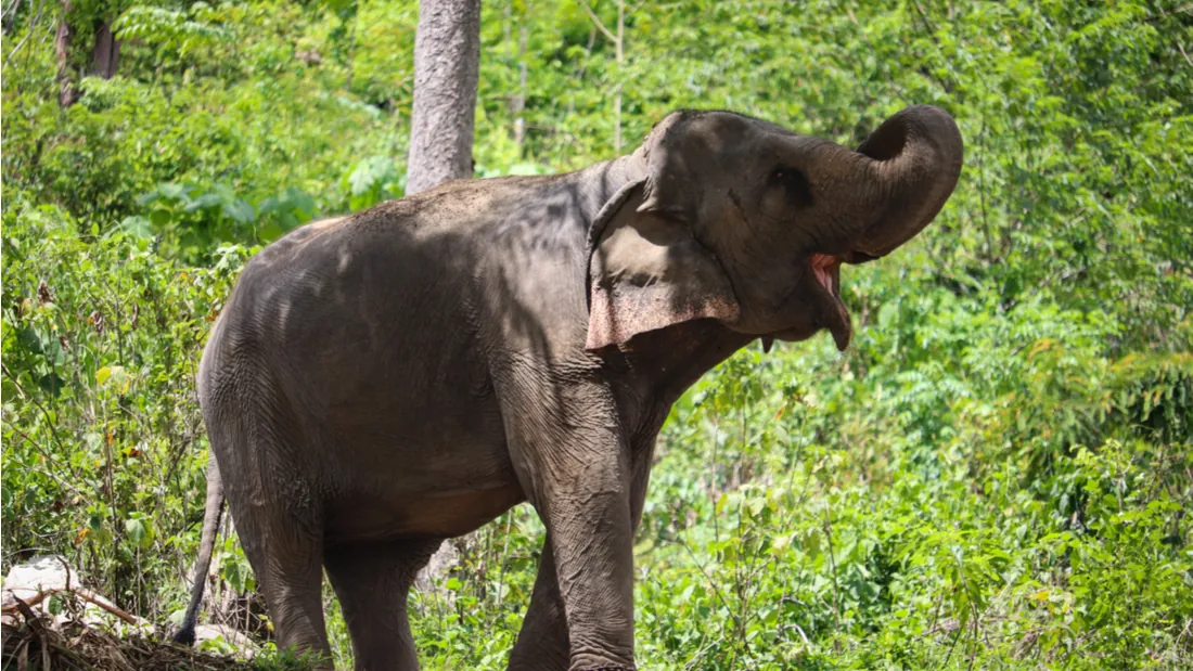 Do Elephants Smile