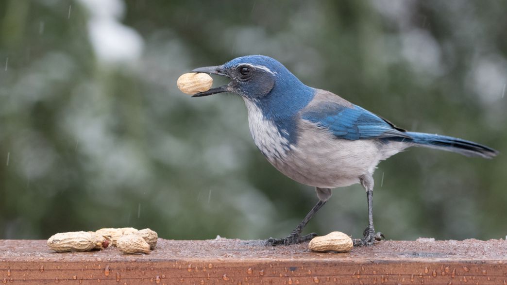 Performing Magic Tricks To Animals Could Help Us Learn How They Think ...