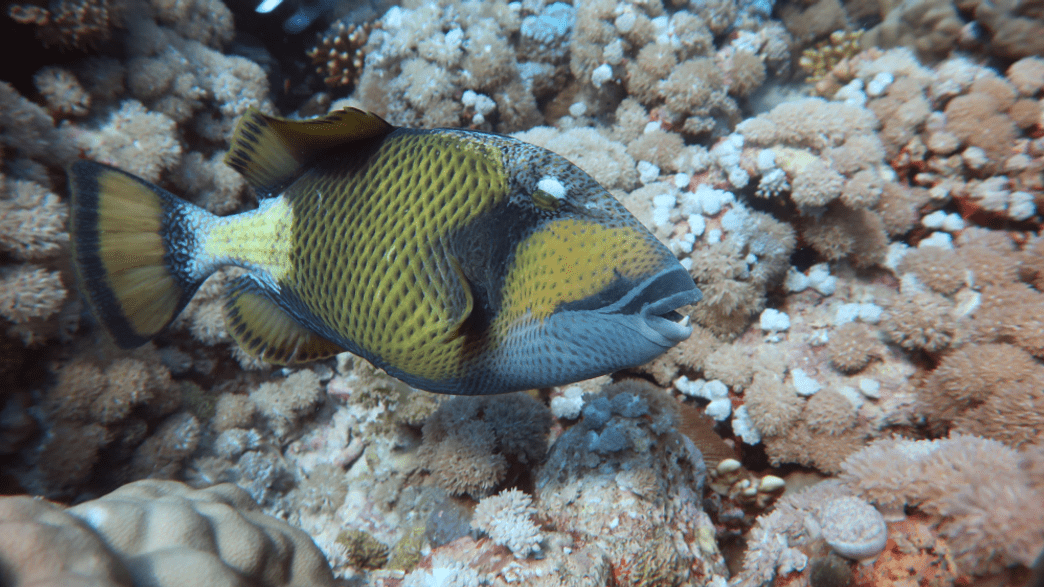 Epically Named "Titan Triggerfish" Hunts Crabs By Launching Itself On ...