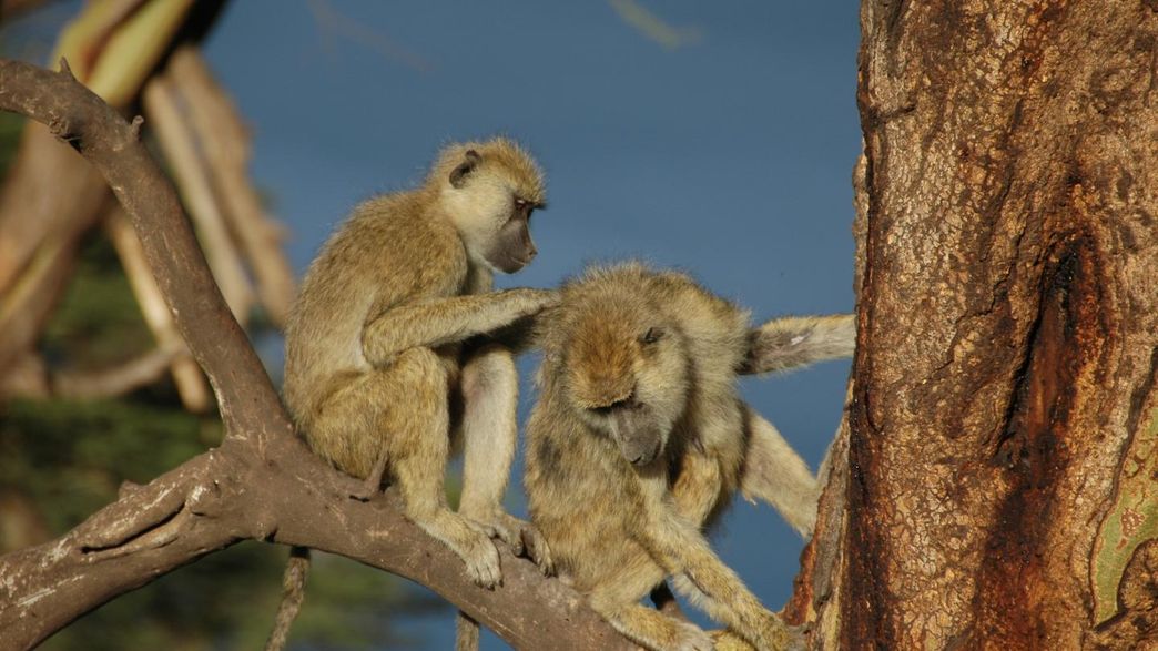 Male Baboons Live Longer If They Have Female Friends | IFLScience