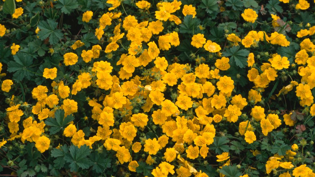 Flowers Across The World Have Changed Color In The Face Of Climate ...