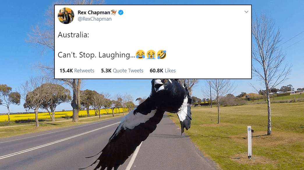 Video Of Kid Chased By Magpie Is 90 Percent Hilarious, 10 Percent ...