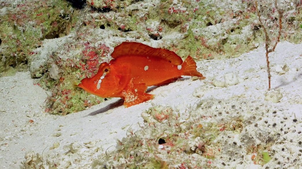 There Are More Walking Fish Than We Realized, And They're On The Move ...
