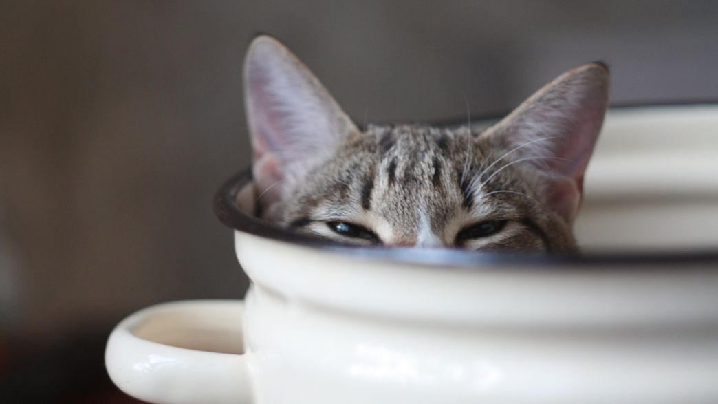 Study Confirms You Can Bond With Your Cat By Blinking Slowly | IFLScience