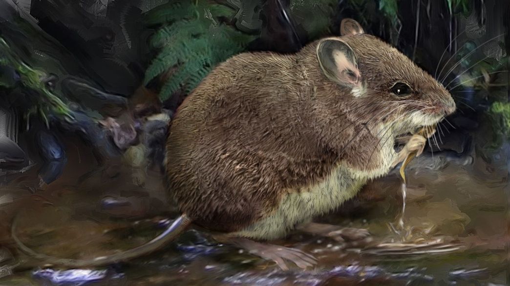 New Species Of Bizarre Aquatic Mouse Is Relative Of World's Rarest ...