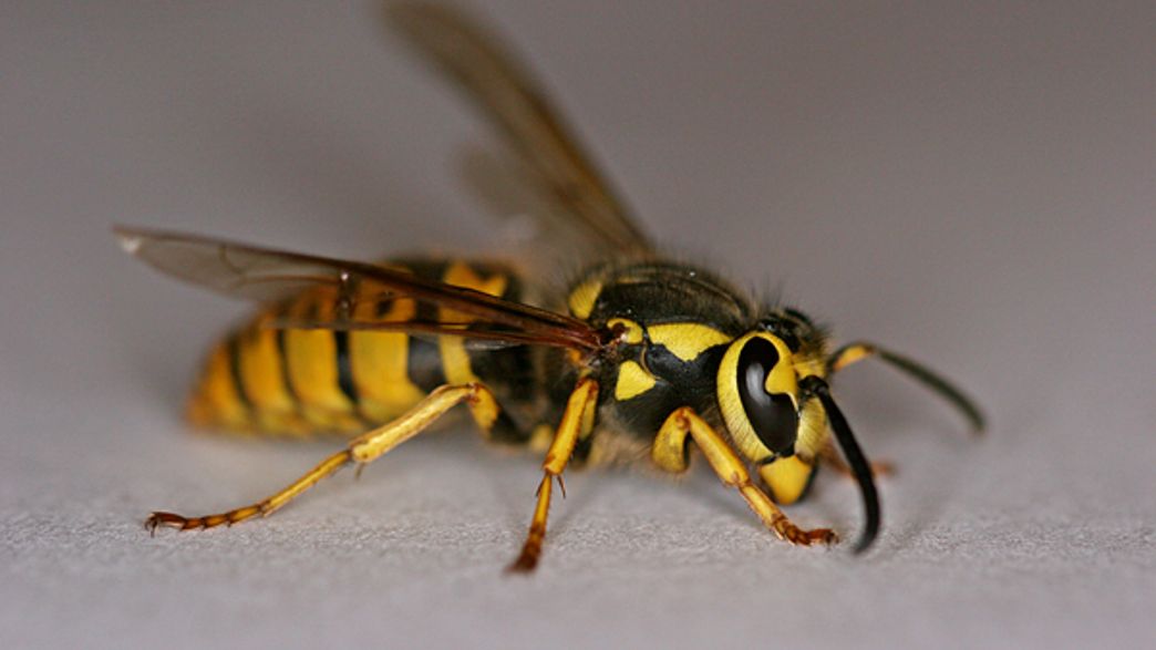 Engineered Wasp Venom Could Help Fight Antibiotic Resistance | IFLScience