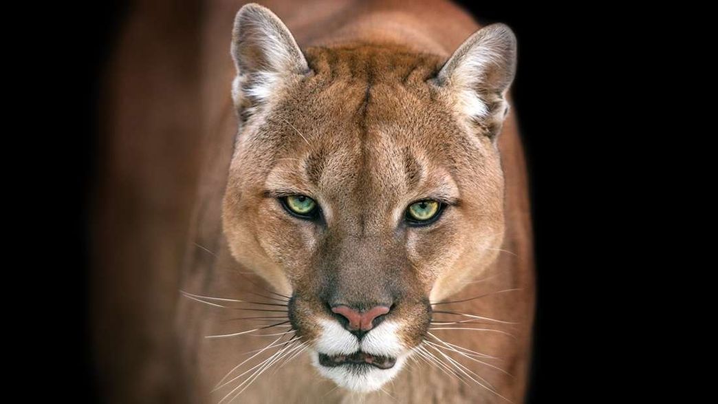 Hiker In Utah Followed By Protective Mountain Lion Mother In Knuckle ...