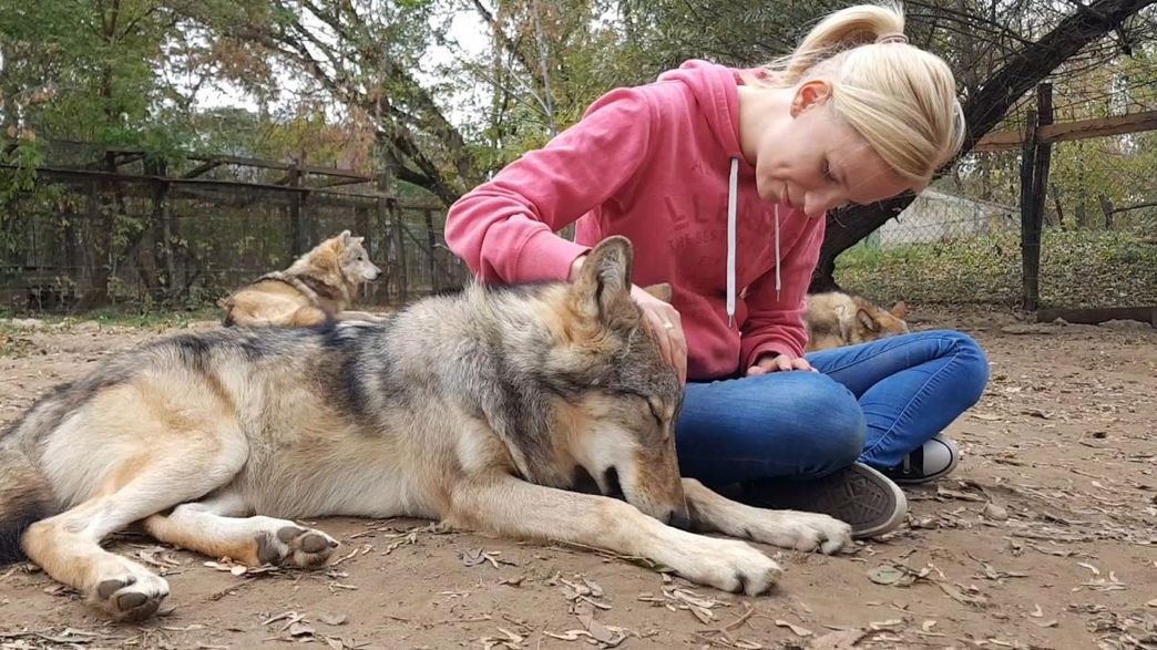 Much Like A Pet Dog, Wolves Can Miss Their Owners Too | IFLScience