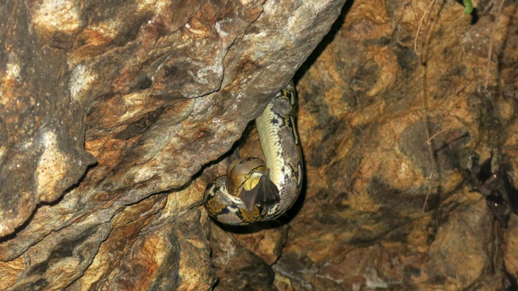 Snakes Convert Heat Into Electrical Signals To See In The Dark | IFLScience