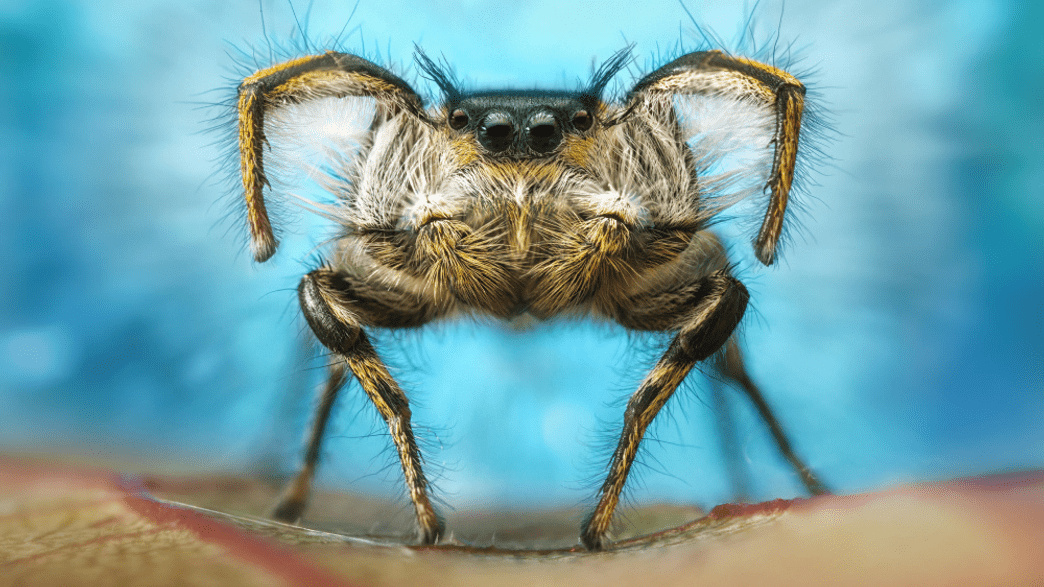 Beautiful Bug Photography Competition Reveals The Wonders Of The ...