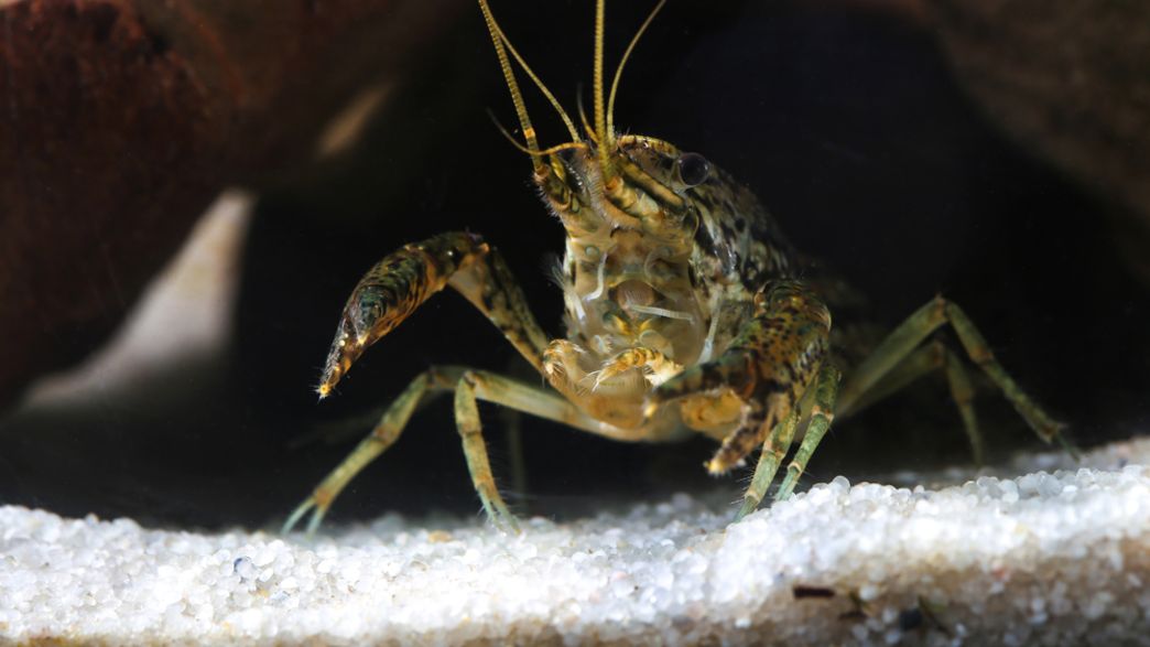 Cemetery Under Siege From Mutant Crayfish Clones In Belgium | IFLScience