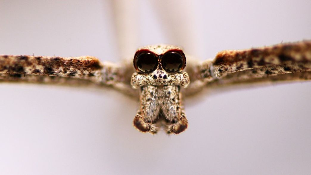 Ogre-Faced Spiders Use Sound To Catch Prey With A Web Net | IFLScience
