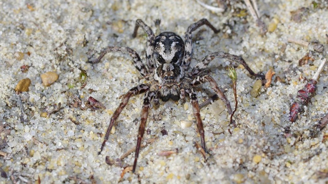 Great Fox-Spider Spotted For The First Time Since 1993 | IFLScience
