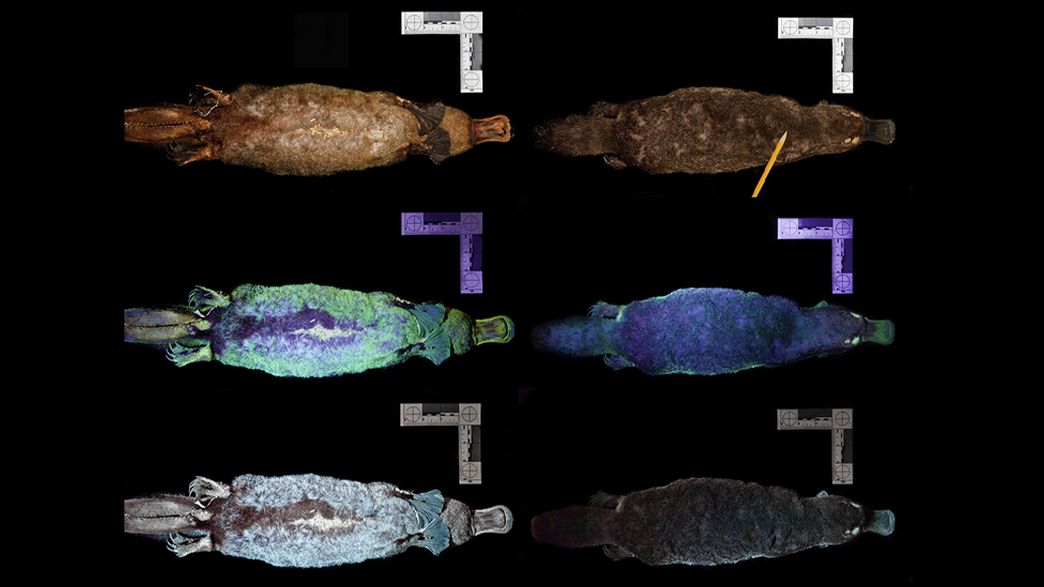 Platypuses Glow Green Under Ultraviolet Light | IFLScience