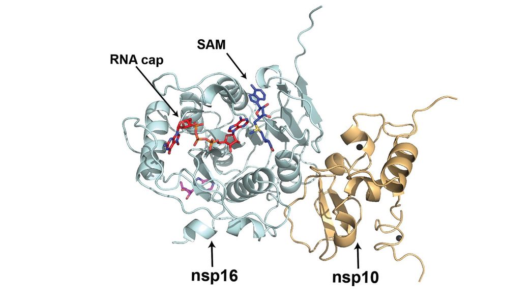 How Covid-19 Avoids Detection In The Human Cell | IFLScience