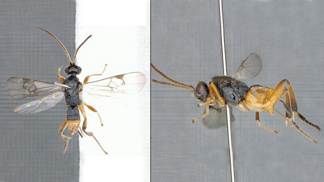New Species Of Parasitizing Wasp Filmed Diving To Stab Egg Into ...