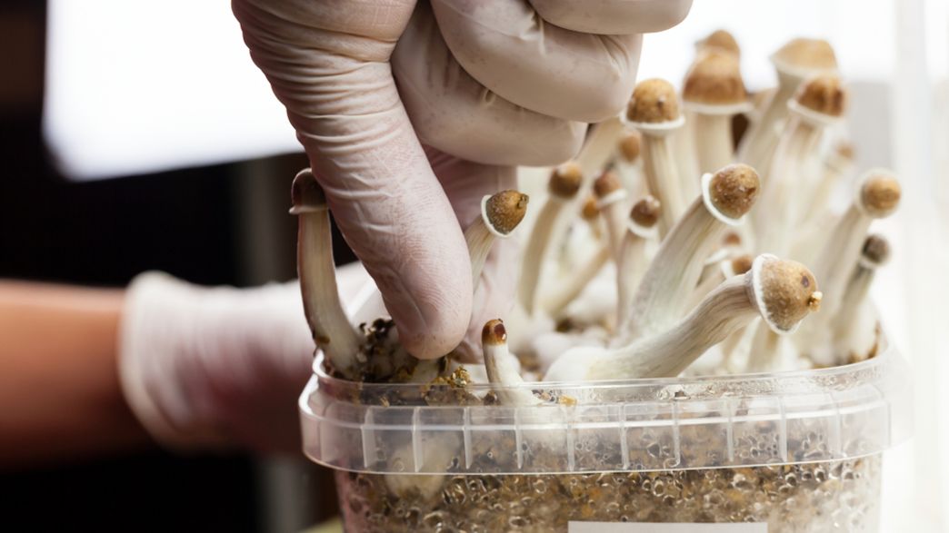 Magic Mushroom Compound Can Relieve Major Depression, Trial Shows ...