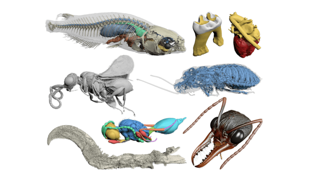 Incredible Imaging Platform Shows Animals Like You’ve Never Seen Them ...