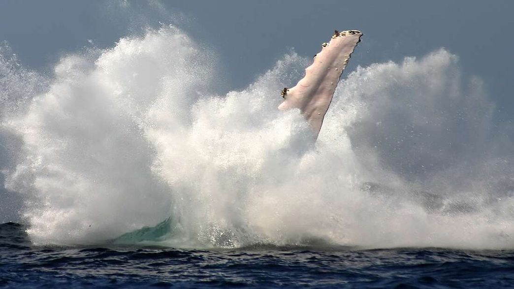 New Footage Marks Anniversary Of Oregon's Infamous Exploding Whale ...