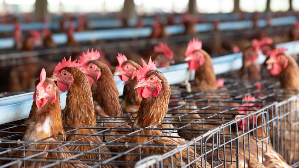 Could Snorting Chicken Antibodies Be The Next Weapon Against Covid-19 ...