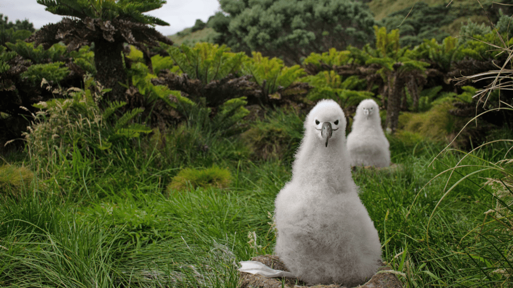 Massive Remote Island To Become One Of The World's Biggest Wildlife ...