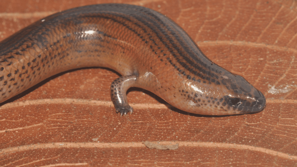 How Skinks Break The Evolutionary Rule To Lose Limbs And Grow Them ...