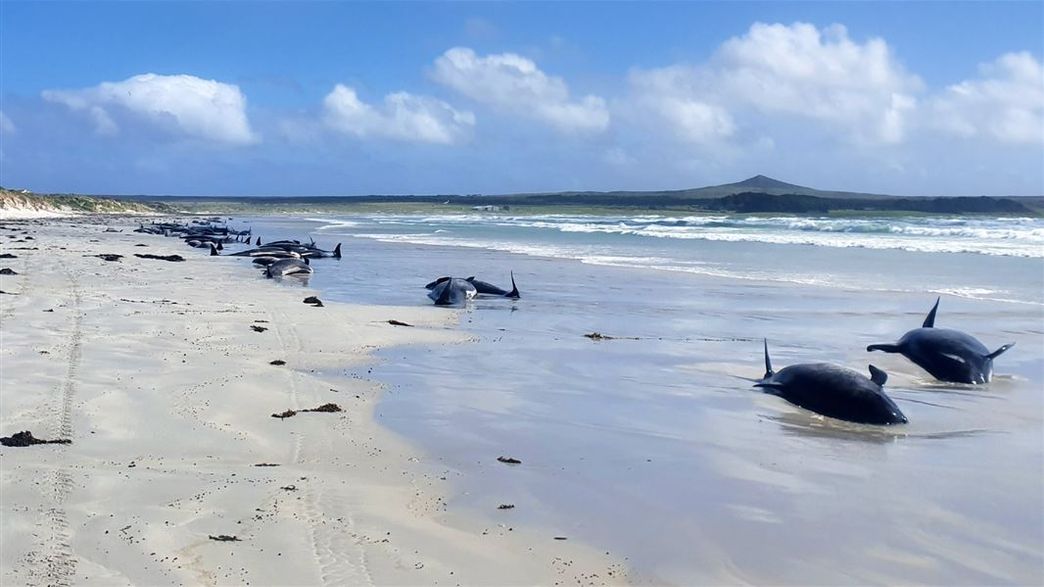Almost 100 Whales Die After Mass Stranding On Pacific Chatham Islands ...
