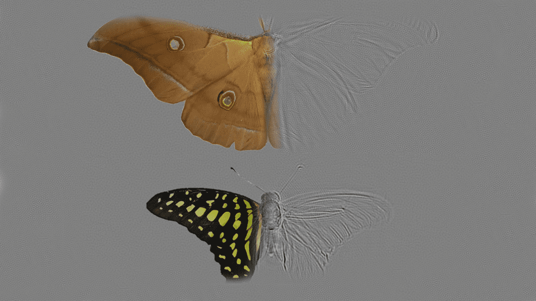 Moth Wings Covered In Sound-Absorbing Stealth Material Can Avoid Bats ...