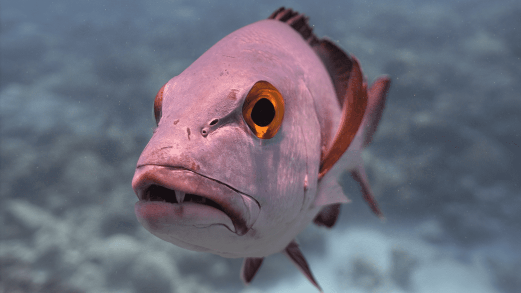 Impressive 81-Year-Old Takes Title Of World's Oldest Tropical Reef Fish ...