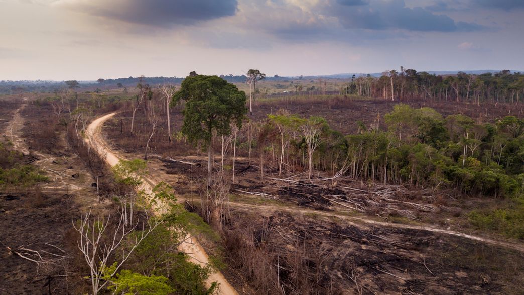 Deforestation In Brazil's Amazon Soars To Highest Levels Since 2008 ...