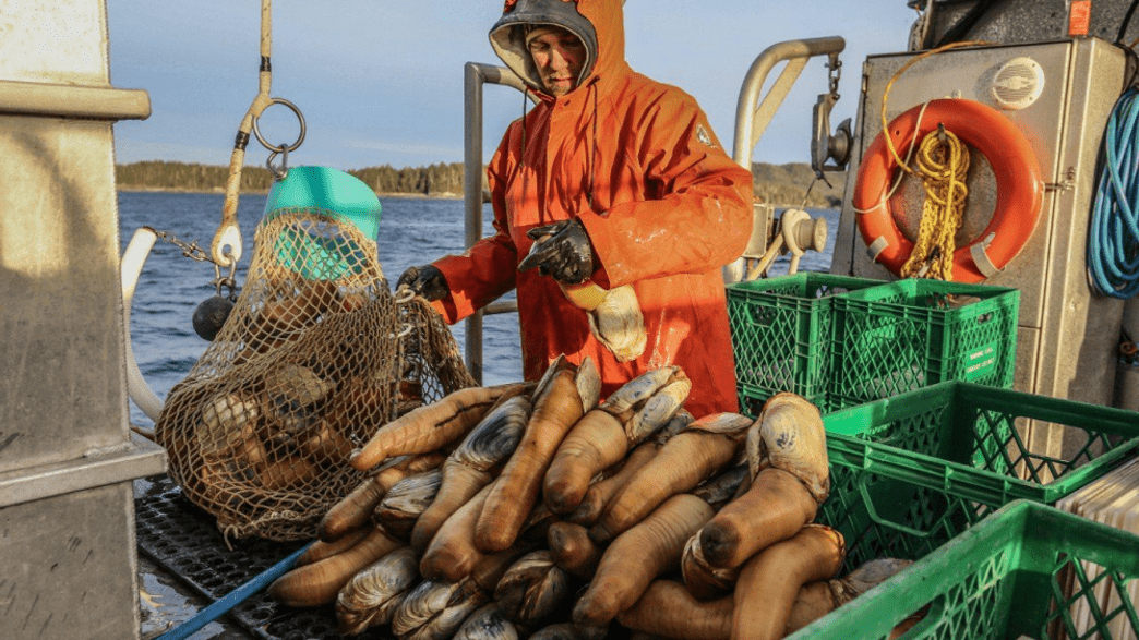 What Is A Geoduck? The Ocean's Giant Burrowing Clam | IFLScience