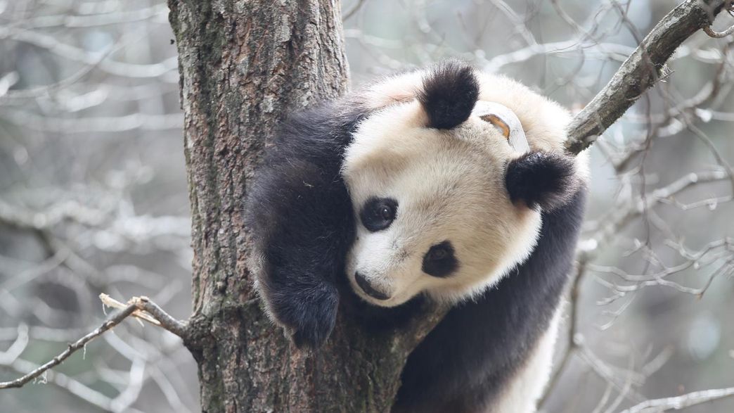Why Giant Pandas Choose To Smear Themselves In Horse Manure | IFLScience