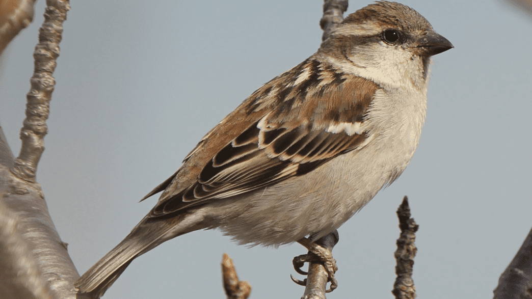 Sparrows May Be Using Preventative Medicine To Protect Their Nests ...