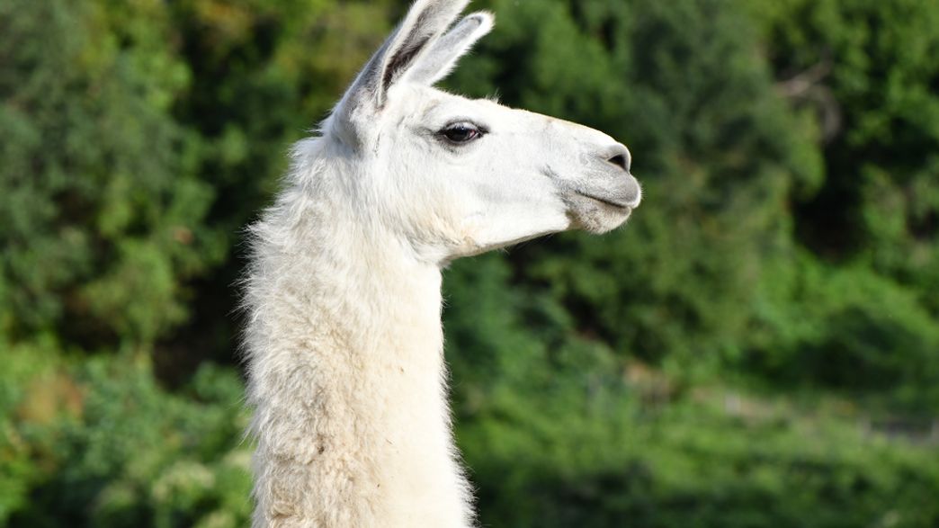 Synthetic Llama Antibodies Could Be Used To Treat Cystic Fibrosis And ...