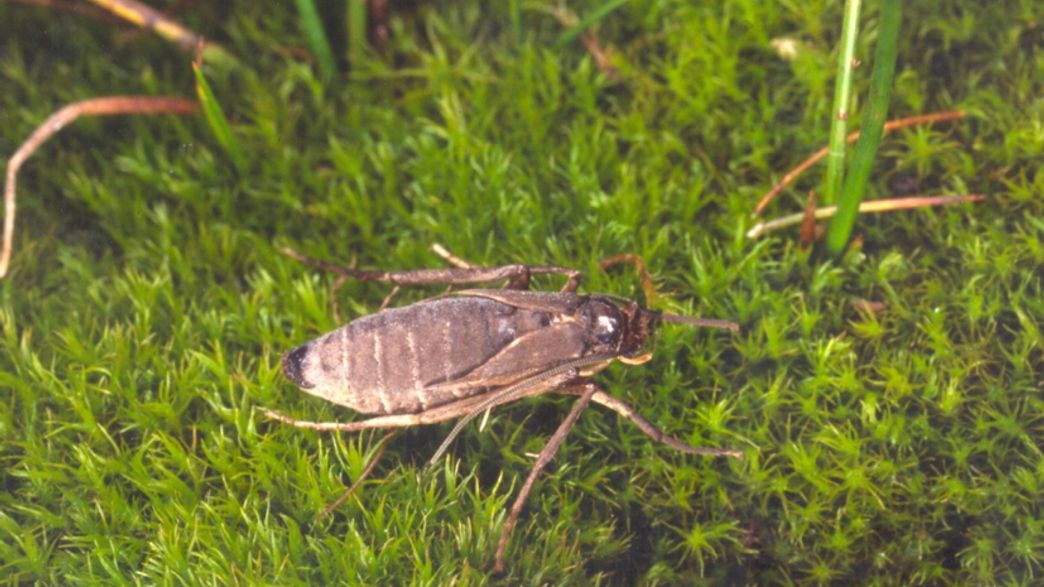 Darwin Proved Right Again: Winds Make Island Insects Abandon Flying ...