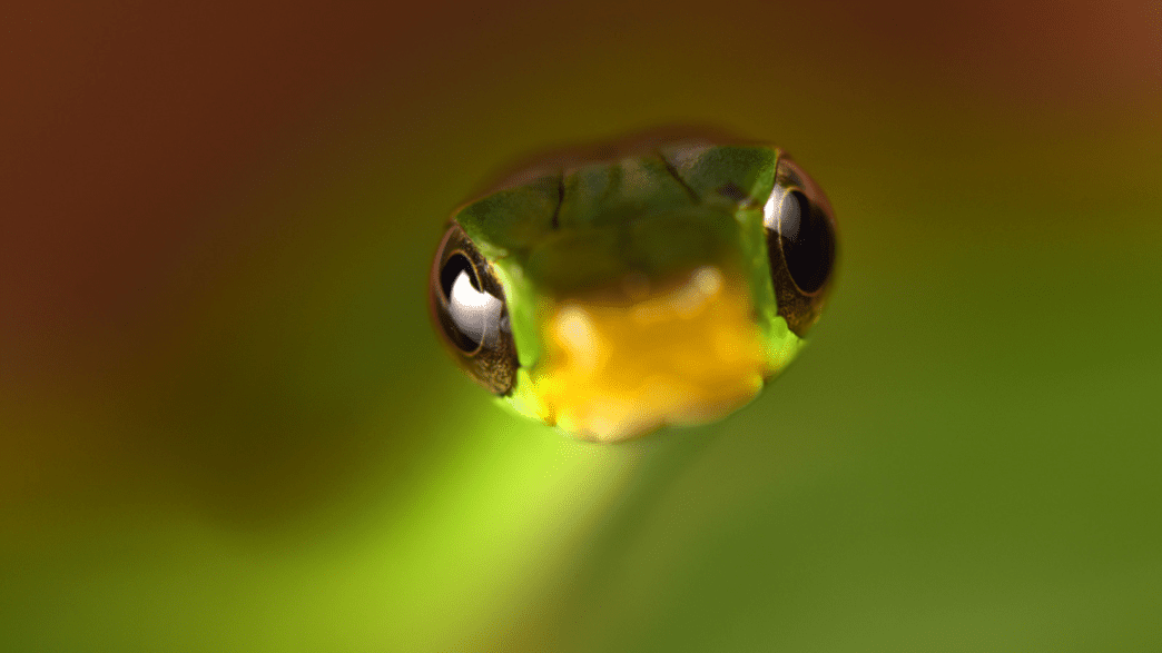 Amphibians, Reptiles And Insects: 20 New Species Found In Bolivia’s ...