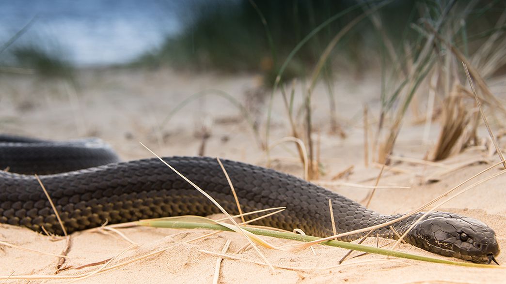 Headless Snake Continues To Slither Around On Australian Beach | IFLScience